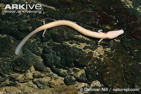 Ollie the Olm | The Parody Wiki | Fandom