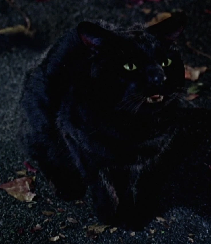 Thackery Binx From Hocus Pocus