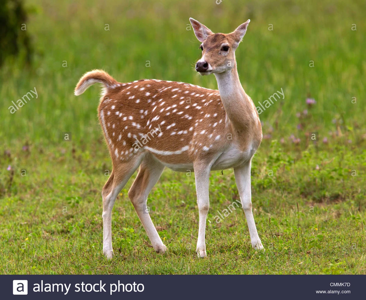 Asian Animals University | The Parody Wiki | Fandom
