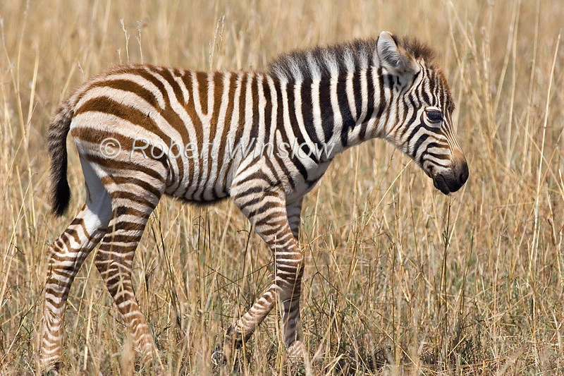 The Zebra and the Lion (NatureRules1 Version) | The Parody Wiki | Fandom