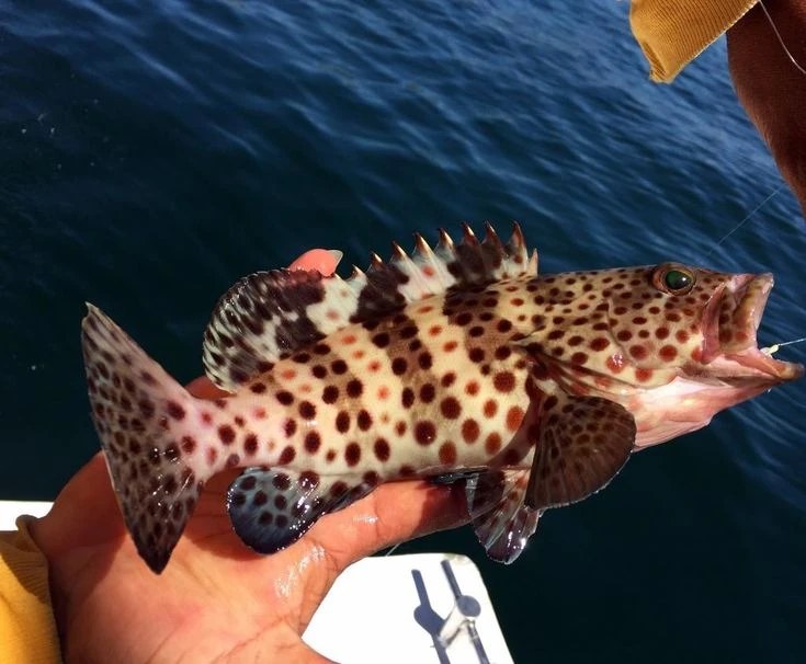 Spotted Grouper | The Parody Wiki | Fandom