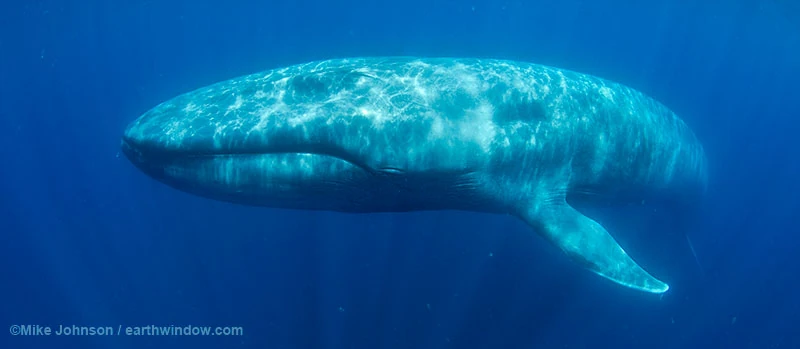 Blue Whale/Gallery | The Parody Wiki | Fandom