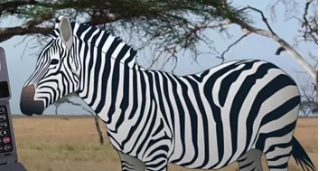 Mama Zebra | The Parody Wiki | Fandom