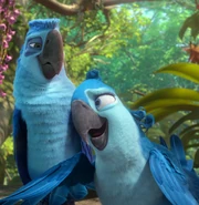 Mimi (Rio 2) | The Parody Wiki | Fandom
