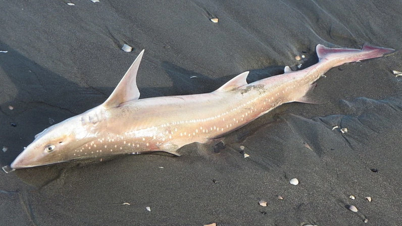 Spotted Estuary Smooth-Hound | The Parody Wiki | Fandom