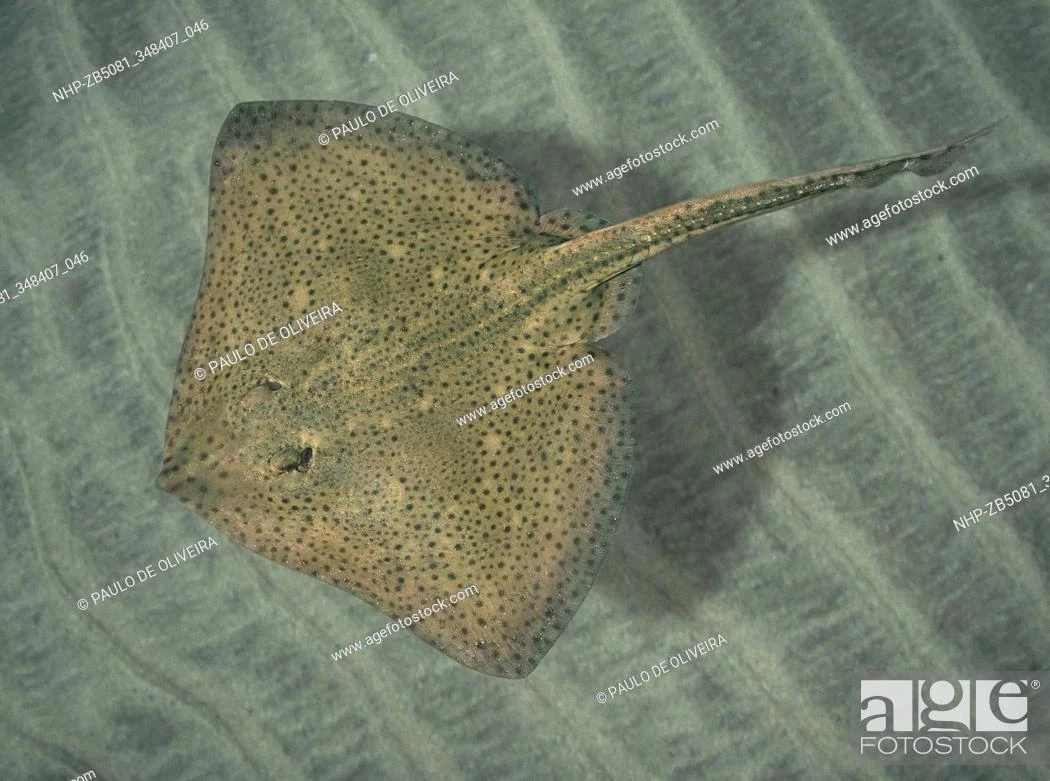 Mediterranean Starry Ray | The Parody Wiki | Fandom