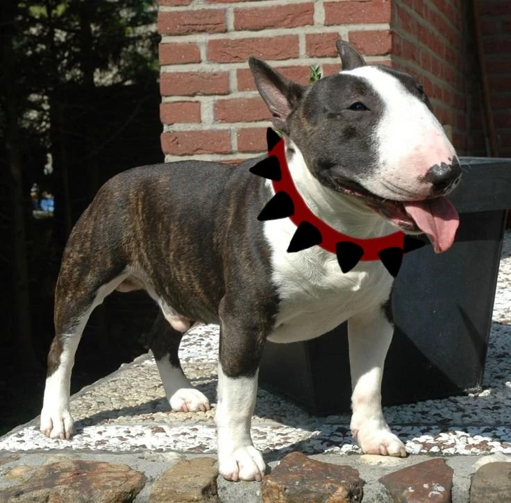 Rocky (Original) | The Parody Wiki | Fandom