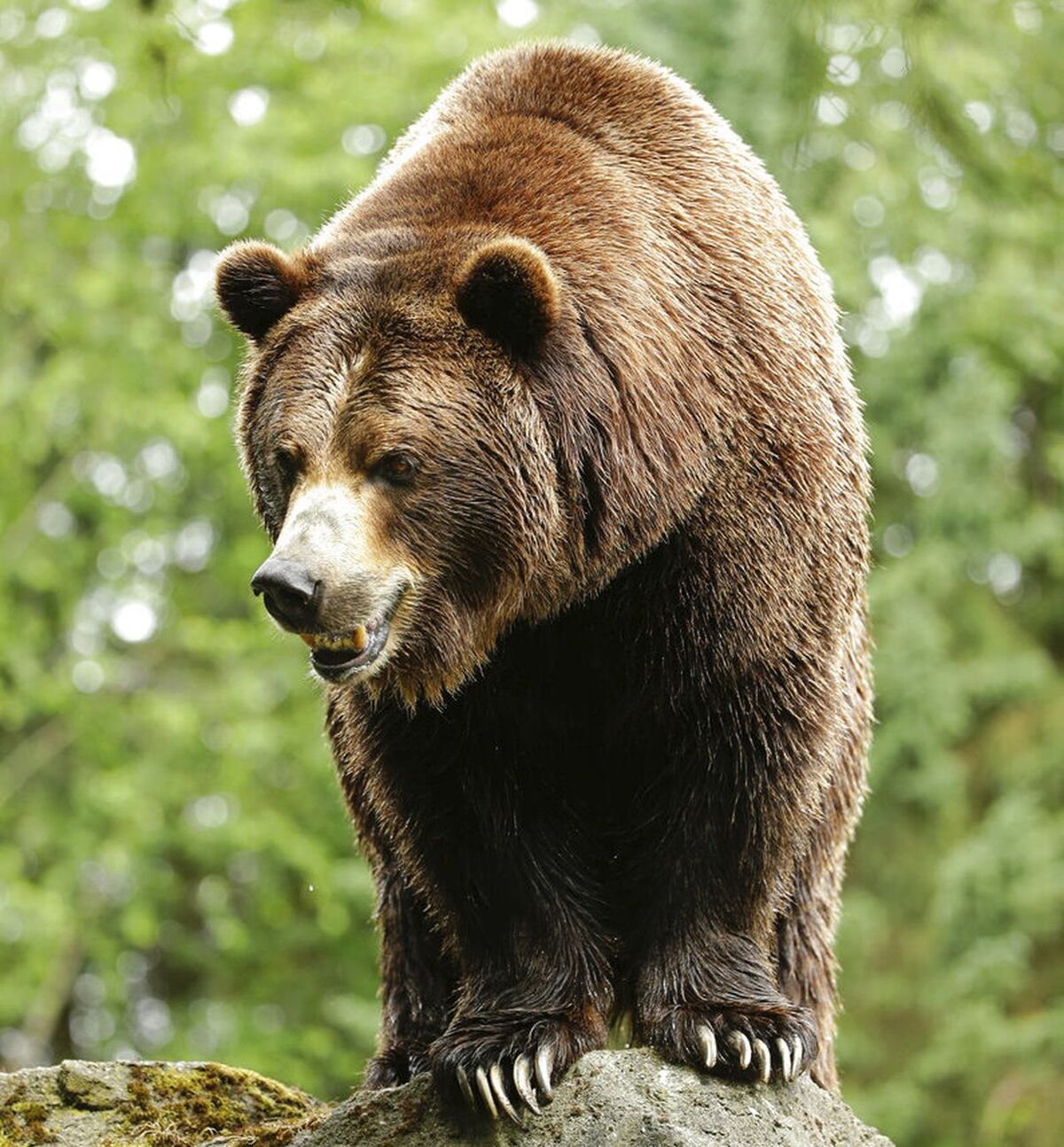 Alvinnn!!! and the Bears | The Parody Wiki | Fandom Alvinnn!!! and the Bears | The Parody Wiki | Fandom