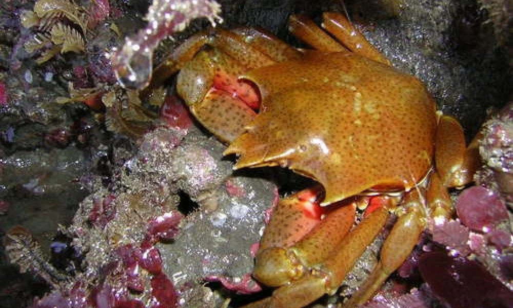 Shield Back Kelp Crab | The Parody Wiki | Fandom