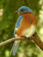 Blossom the Explorer (NatureRules1 Version) | The Parody Wiki | Fandom