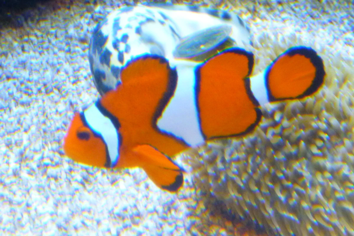 Finding Nemo (NatureRules1 Remake; Live Action Version) | The Parody ...