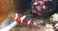 Finding Nemo (NatureRules1 Remake; Live Action Version) | The Parody ...