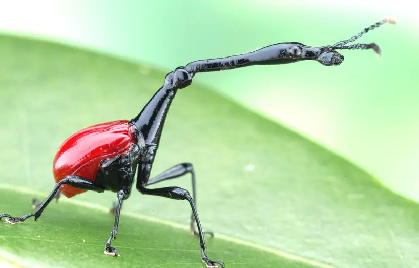 Giraffe weevils | The Parody Wiki | Fandom