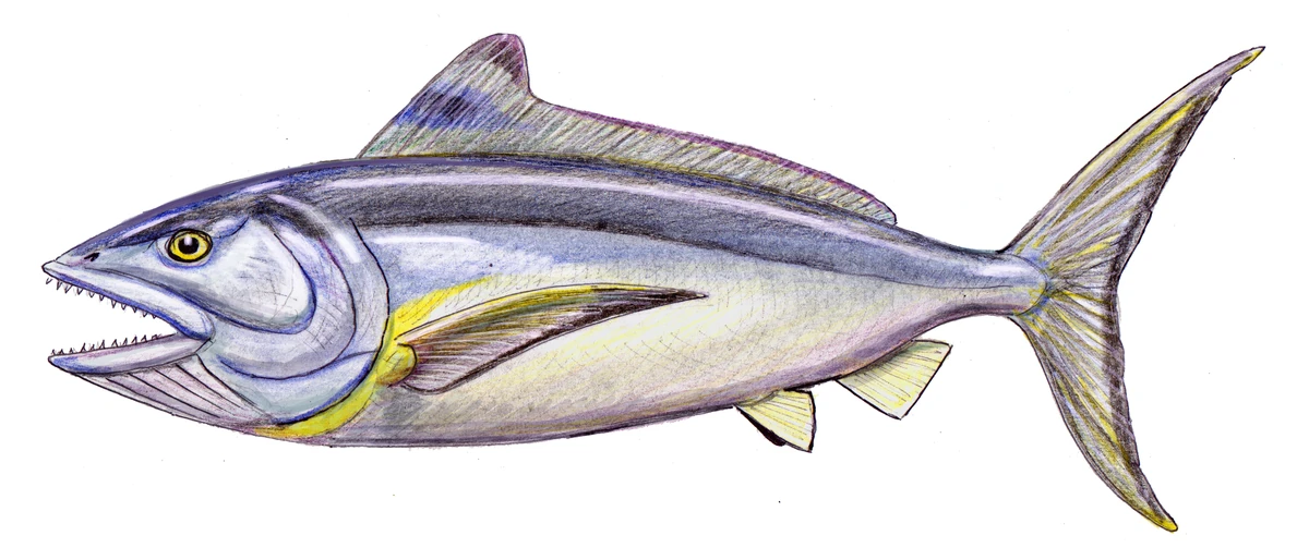 Buffalo Belzer | The Parody Wiki | Fandom