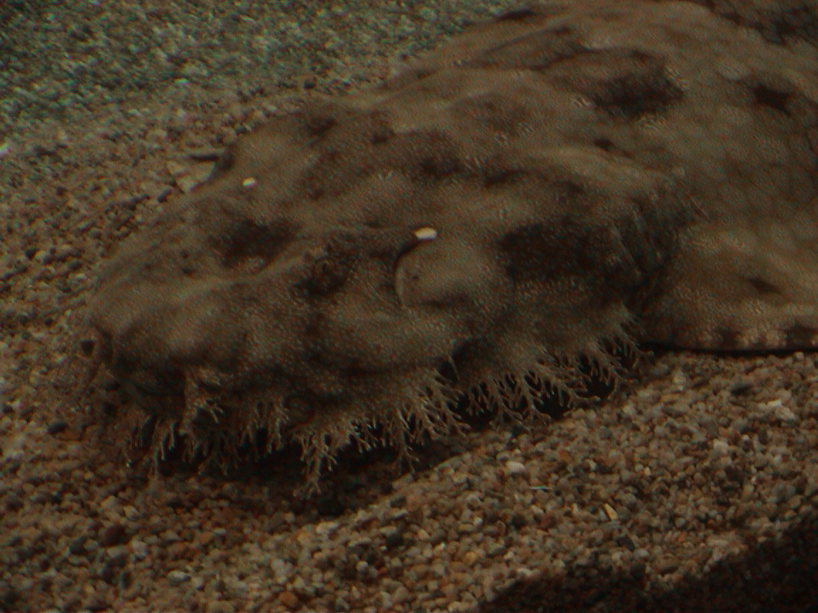Tasselled Wobbegong The Parody Wiki Fandom