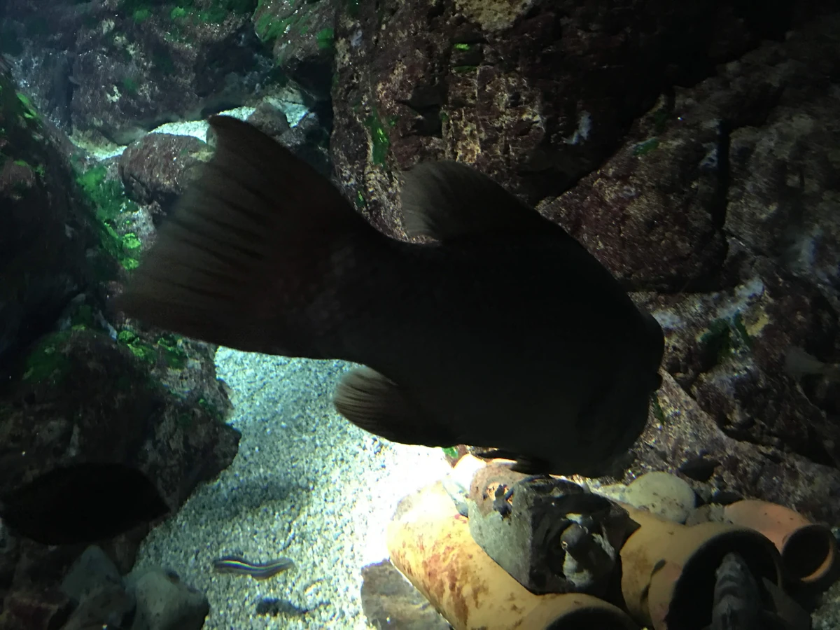 Asian Sheepshead Wrasse | The Parody Wiki | Fandom
