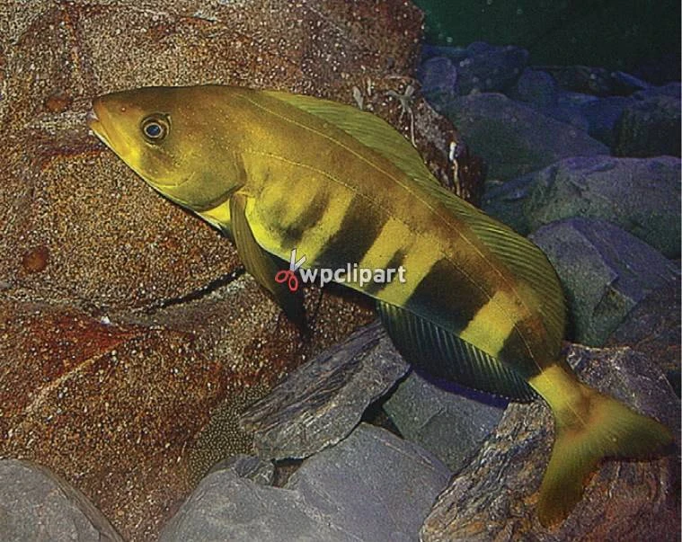 Atka mackerel | The Parody Wiki | Fandom