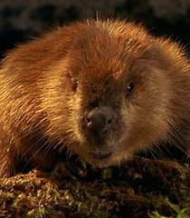 God Beaver | The Parody Wiki | Fandom