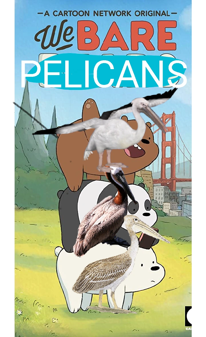 We Bare Pelicans | The Parody Wiki | Fandom