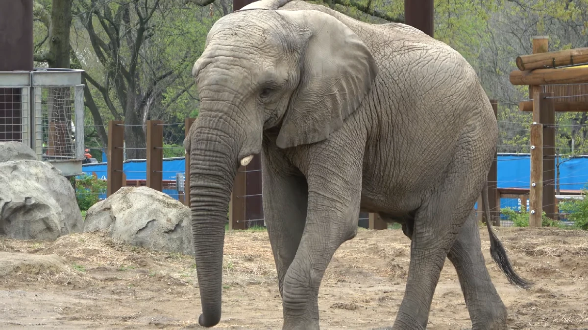 The Powerpuff Elephants | The Parody Wiki | Fandom