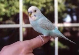 Puck | Parrot Wiki | Fandom