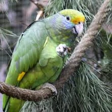 Blue-cheeked Amazon | Parrots Wiki | Fandom