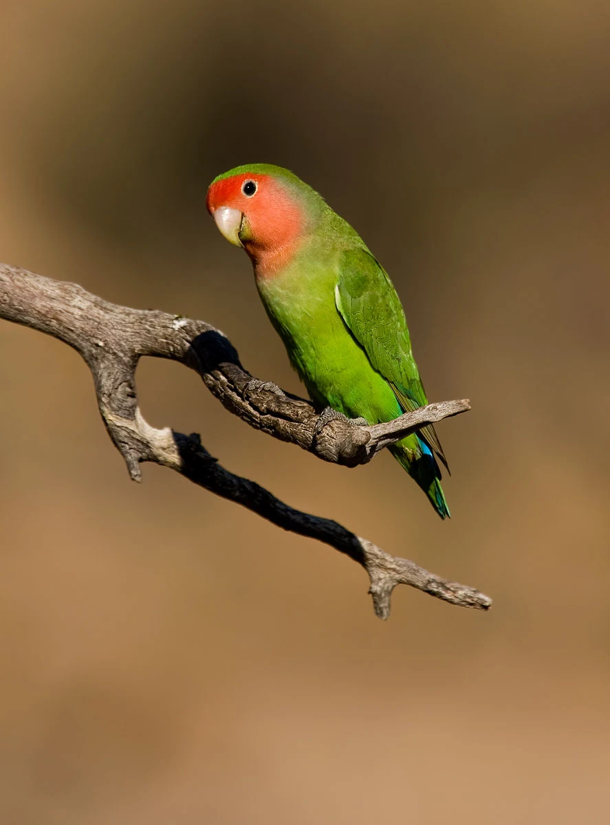 Rosy-Faced Lovebird | Parrots Wiki | Fandom