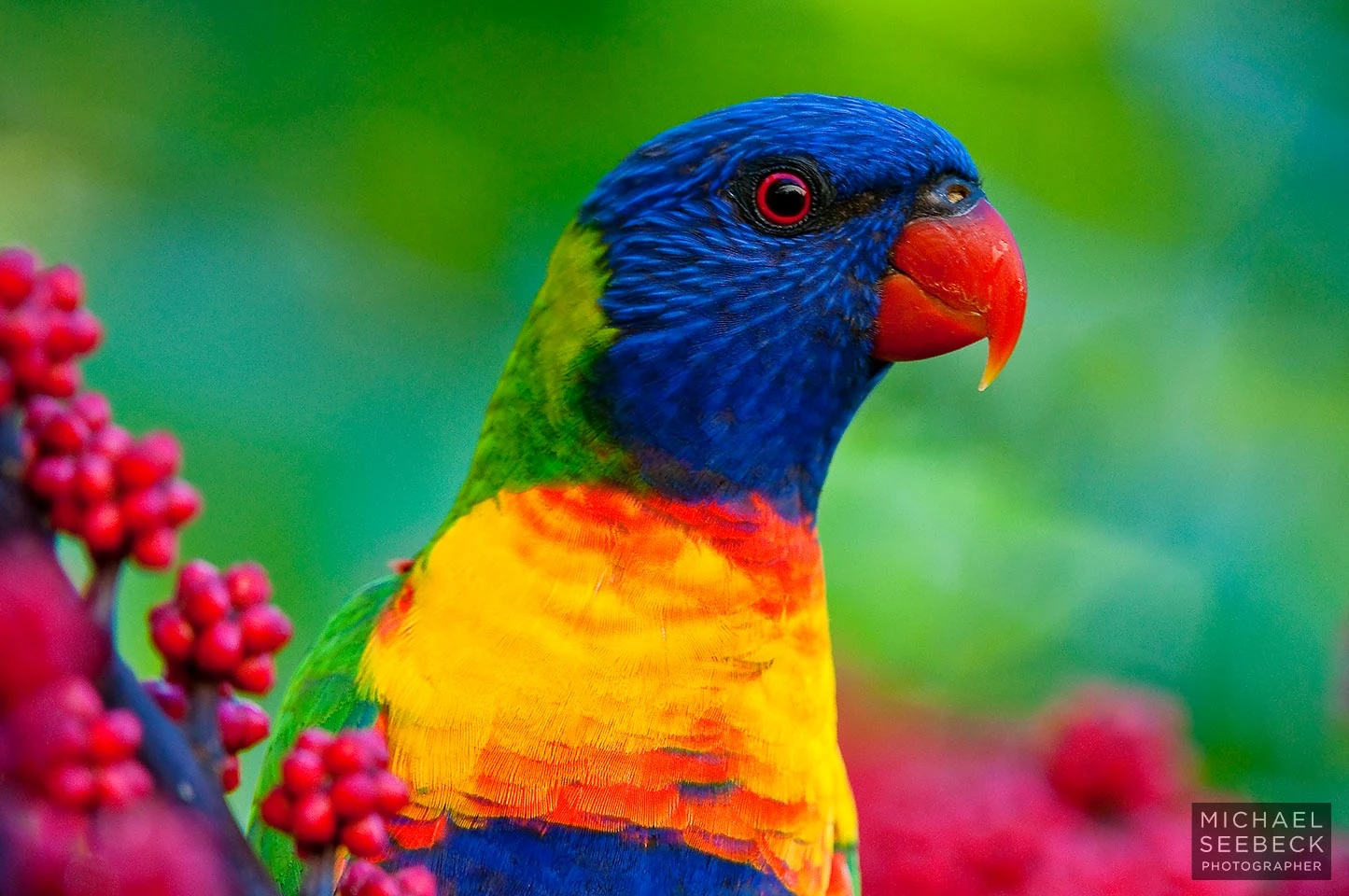 Hd Rainbow Parrot
