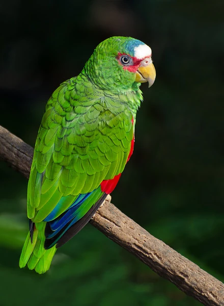 White-fronted Amazon | Parrots Wiki | Fandom