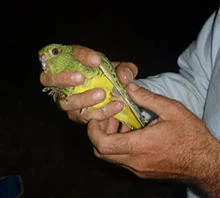 Night Parrot | Parrots Wiki | Fandom