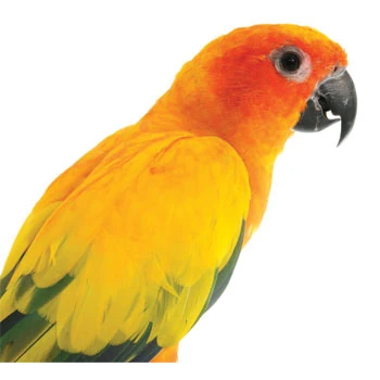 Sun Conure | Parrots Wiki | Fandom