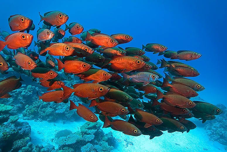 Red Bass Ocean | Particracy Wiki | Fandom