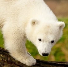 Alkita | Partners Series Wiki | Fandom