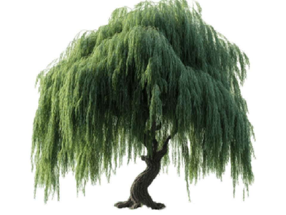 Willow | Pastabox Wiki | Fandom