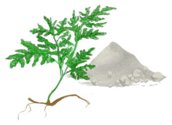 Bracken Starch | Dessert Shop ROSE Wiki | Fandom