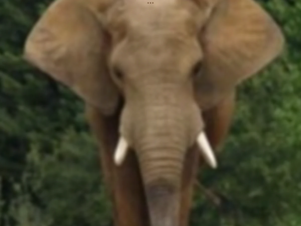 Patchwork South African Bush Elephant | Patchwork Blanket Wiki | Fandom