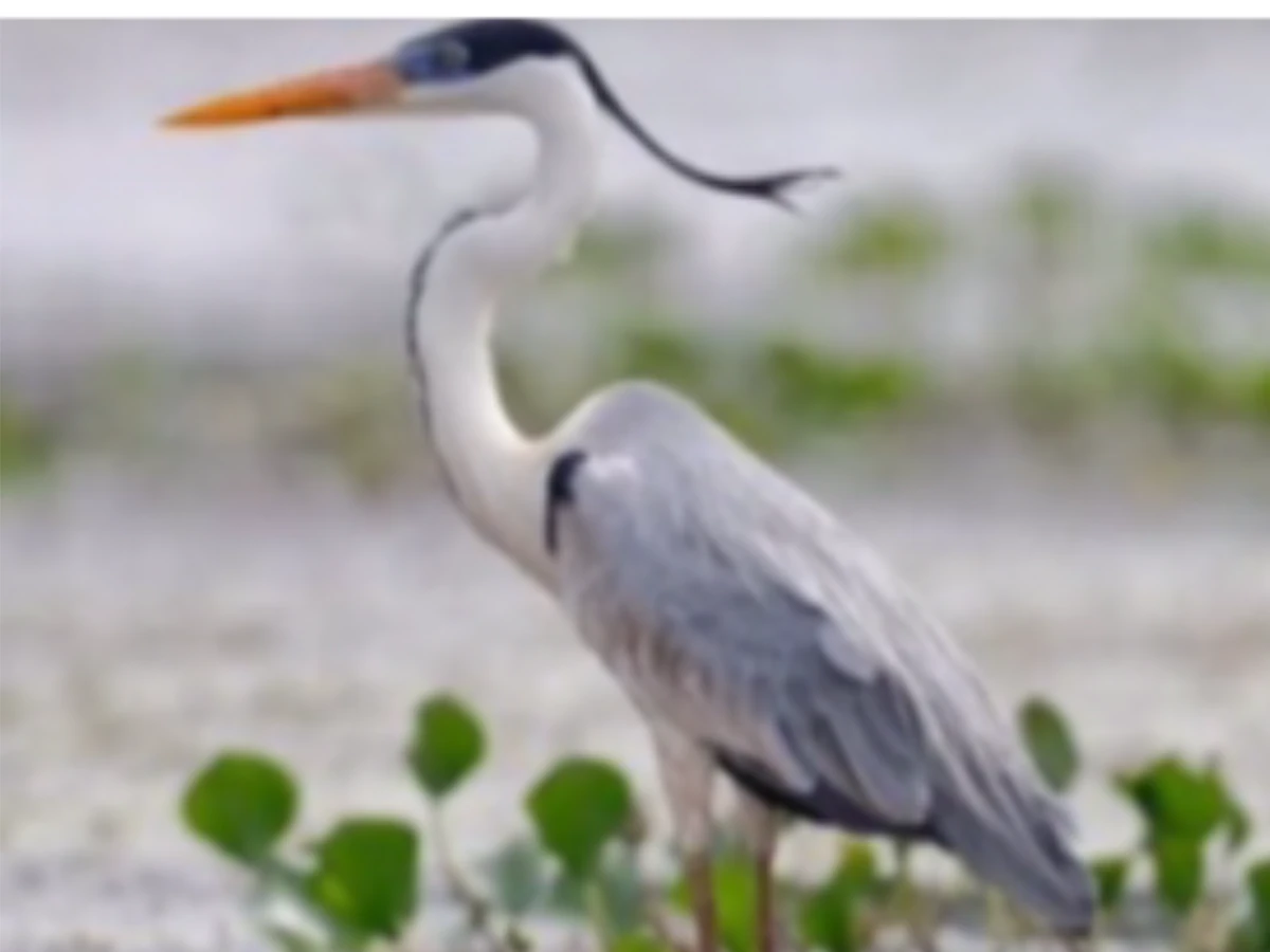 Patchwork Cocoi Heron | Patchwork Blanket Wiki | Fandom