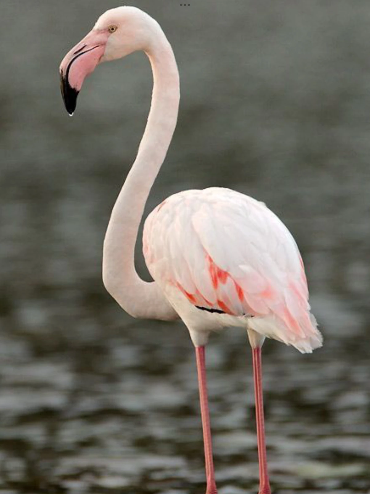 Patchwork Southern African Greater Flamingo | Patchwork Pals Wiki | Fandom