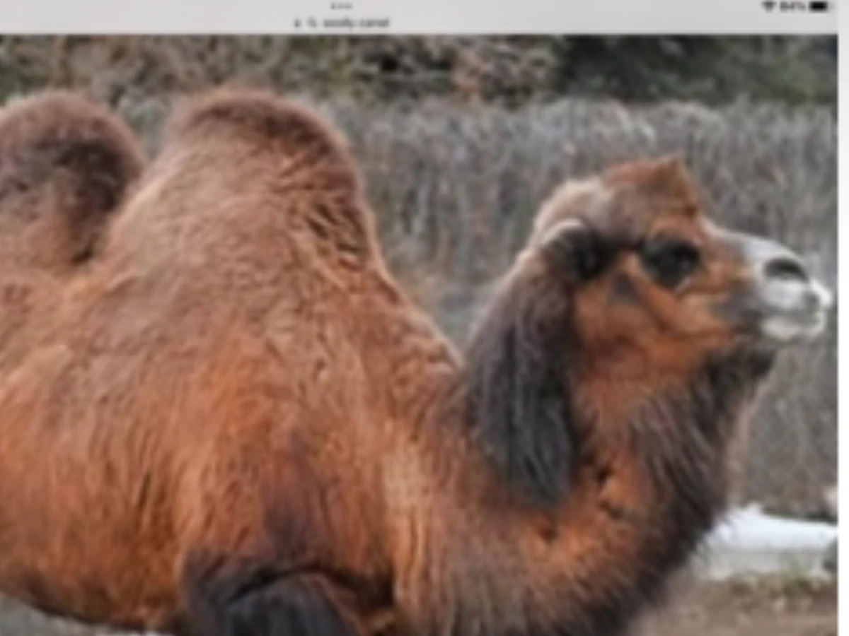 Patchwork Wooly camel | Patchwork Pals Wiki | Fandom