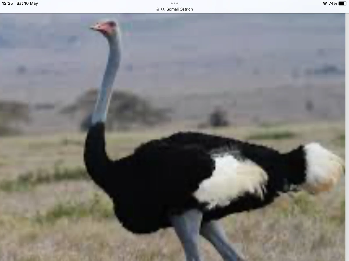 Patchwork Somali Ostrich | Patchwork Pals Wiki | Fandom