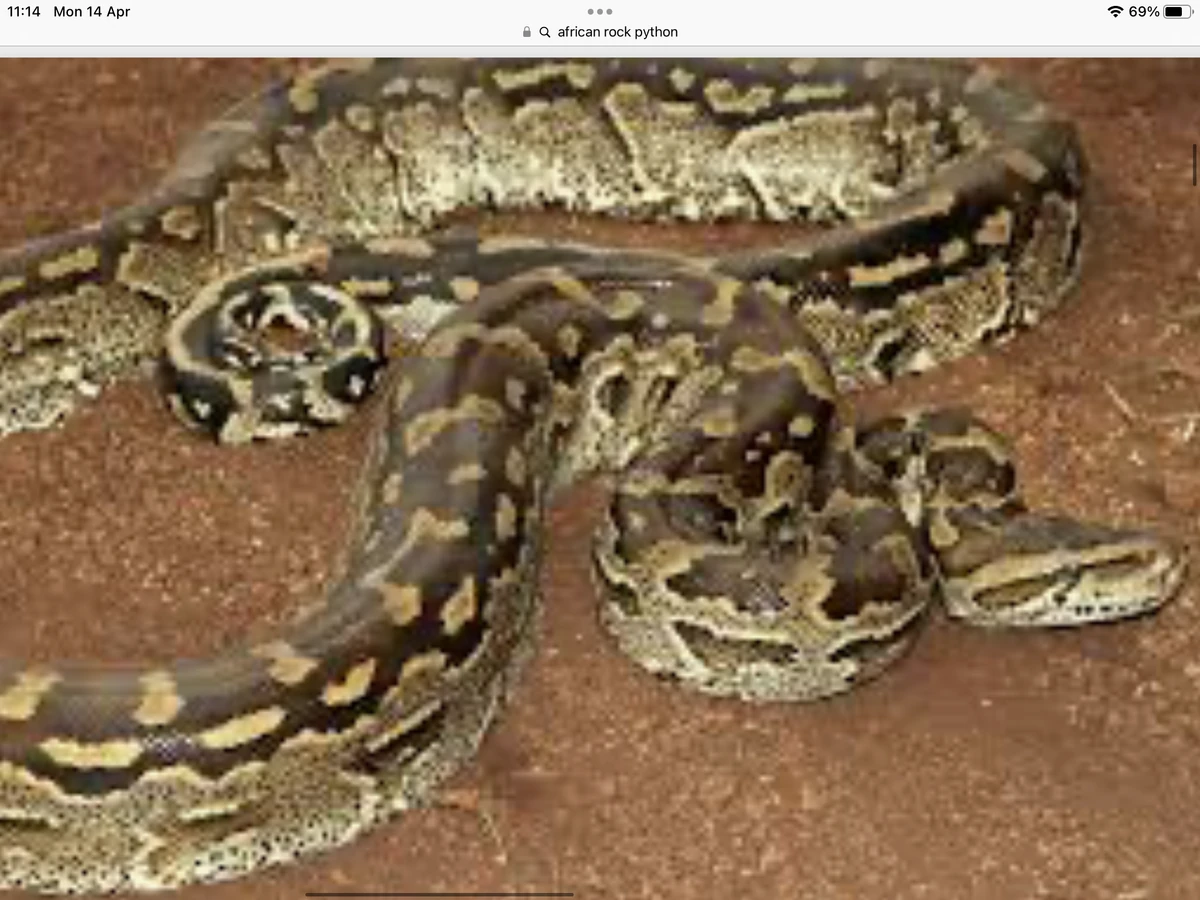 Patchwork Python | Patchwork Pals Wiki | Fandom