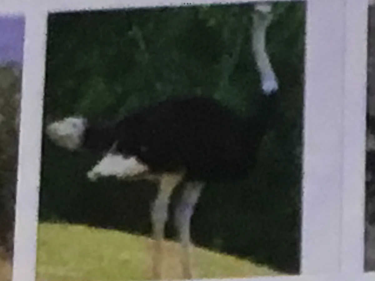 Patchwork Southern Ostrich | Patchwork Pals Wiki | Fandom