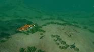 Kelp Shark | Path of Titans Wiki | Fandom