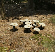 Food | Path of Titans Wiki | Fandom