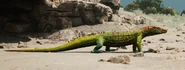 Dinosaur Skins | Path of Titans Wiki | Fandom