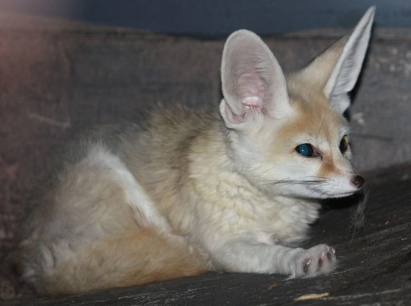 Fennec | Pathfinder Wiki | Fandom
