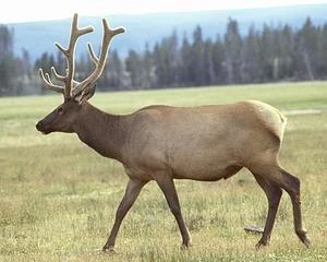 Elk | Pathfinder Wiki | Fandom