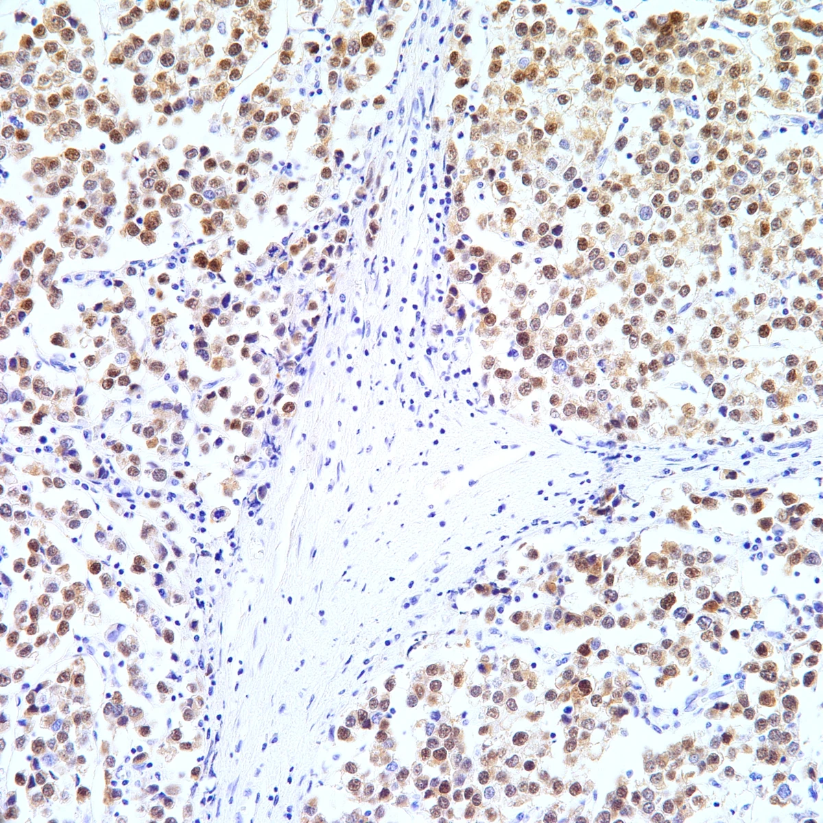 Oct-3/4 | Pathology Resident Wiki | Fandom
