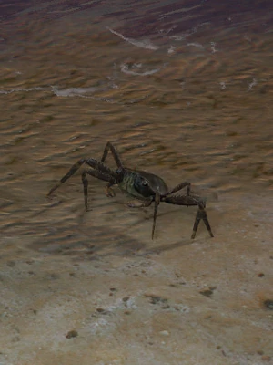 Shore Crab - Path of Exile Wiki