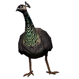 Peahen Pet - Path of Exile Wiki